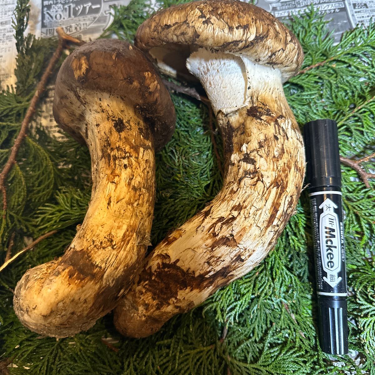 【傷や汚れあり】③ 超特大わんこ 写真が現品です 極太540g前後あります格安スタート売り切ります クール便 地山松茸の落札情報詳細 - Yahoo!オークション落札価格検索 オークフリー