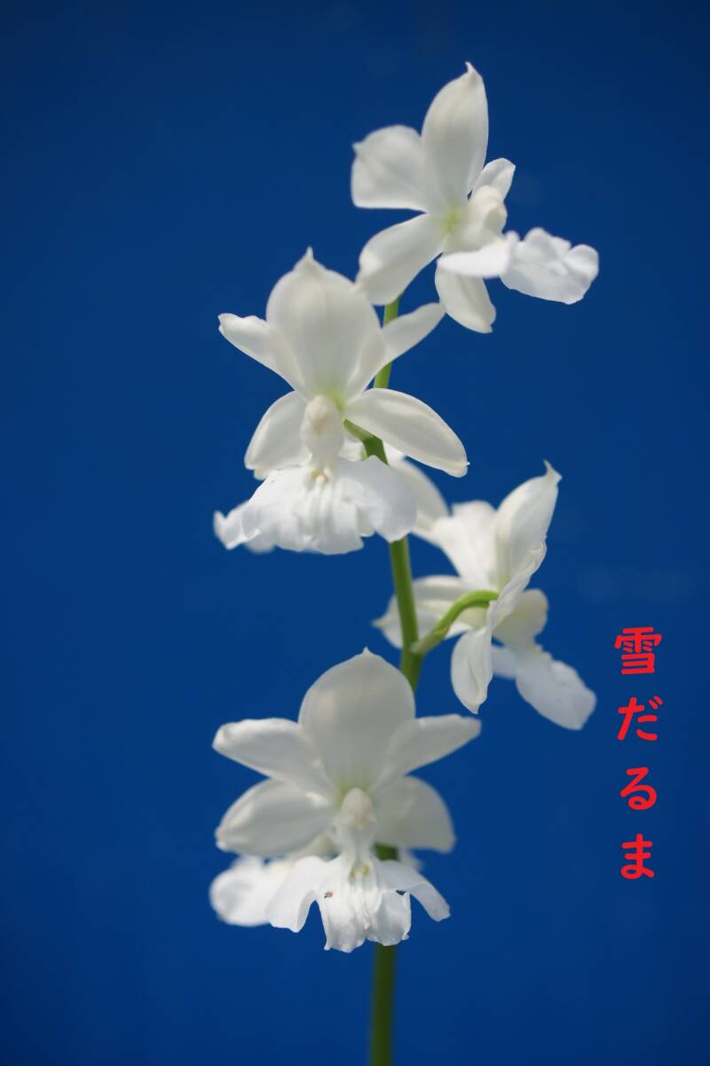 【やや傷や汚れあり】80Kえびね蘭 20 雪達磨 山野草エビネランの落札情報詳細 - Yahoo!オークション落札価格検索 オークフリー