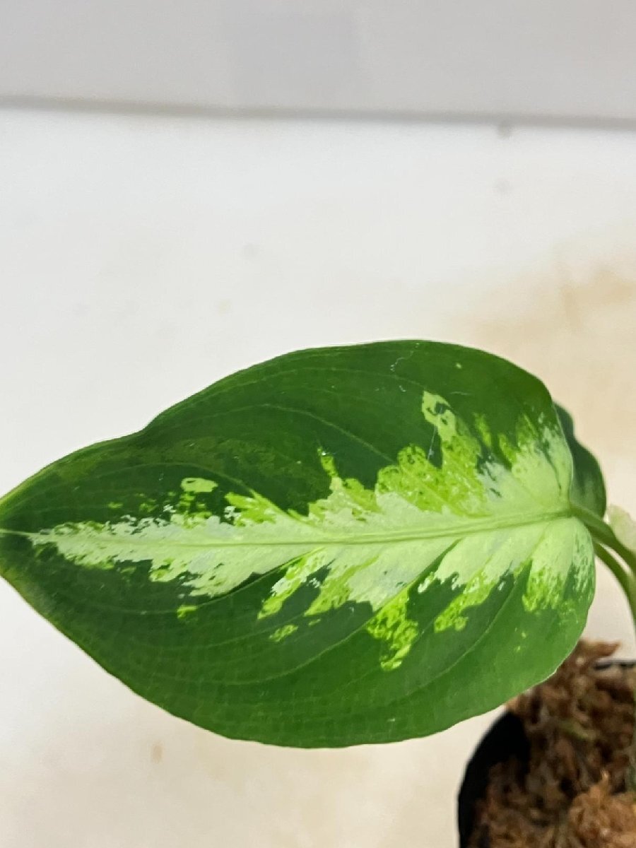 【未使用に近い】6953 「観葉植物】アグラオネマ ピクタム トリカラー【Aglaonema pictum tricolor・美株・サトイモ科・多肉植物】の落札情報詳細 - Yahoo ...