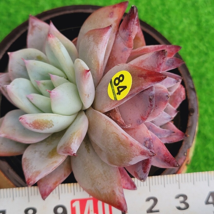 【その他】3月7日発送-Y084 ブラックサバス エケベリア 多肉植物 韓国苗の落札情報詳細 - Yahoo!オークション落札価格検索 オークフリー