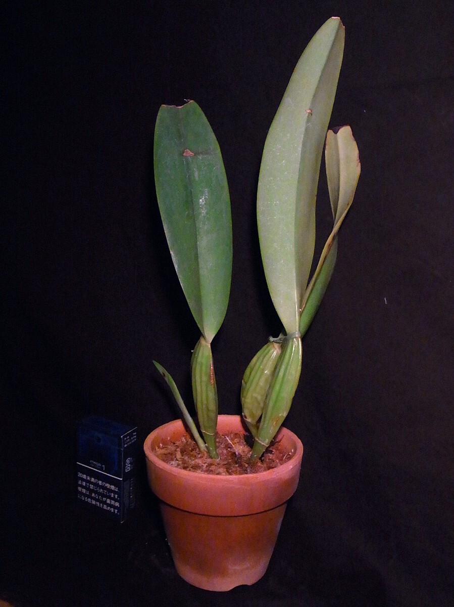 【傷や汚れあり】洋蘭 C. trianaei coerulea 'Turquesa' FCC/OCO × self 既開花株3鉢セット 栽培 ...