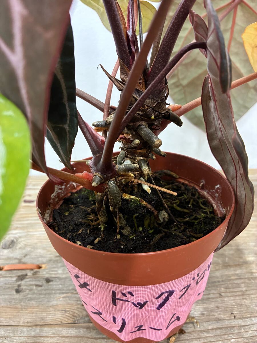 【やや傷や汚れあり】A-4 【ドックブロック】アンスリュームミッシェル Anthurium ’Michelle’ by DOCBLOCKの落札 ...