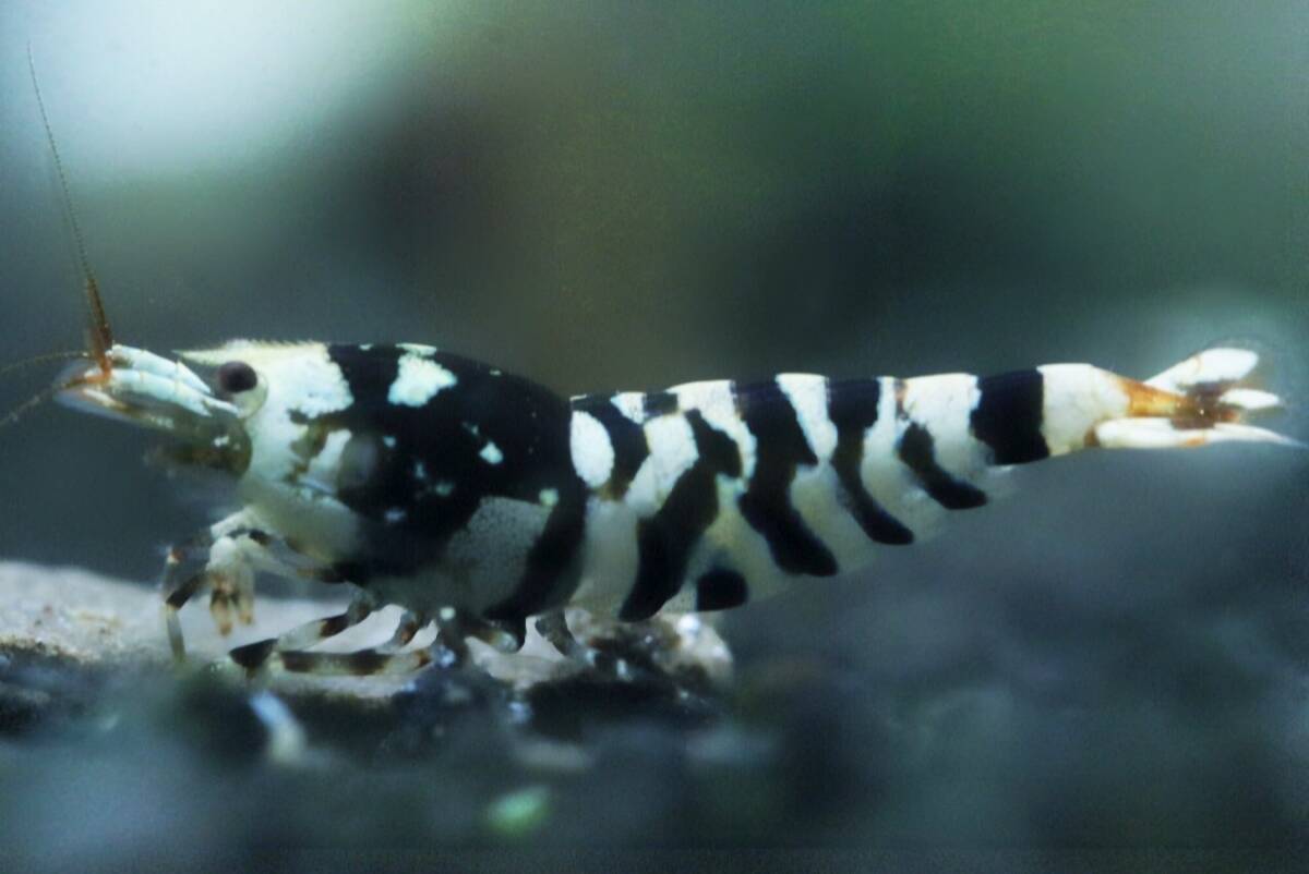 【未使用】【SALE】《Howl＆Louis》【黒太極】Black Tiger Bee 若個体 ♀②の落札情報詳細 - Yahoo ...