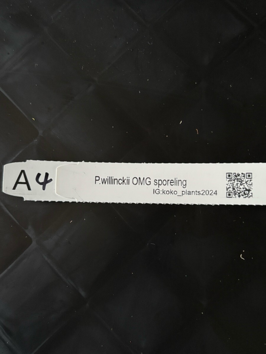 【やや傷や汚れあり】A4 P.Willinckii O.M.G sporelingの落札情報詳細 - Yahoo!オークション落札価格検索 オークフリー
