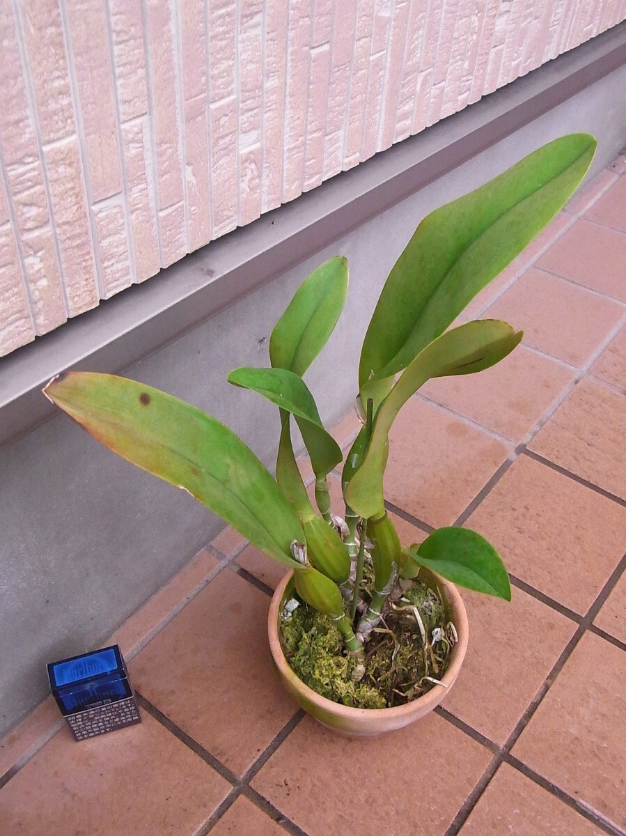 【目立った傷や汚れなし】 【洋蘭原種】 C. trianae fma. coerulea 'Turquesa' FCC/CCO (OG) 優秀 ...