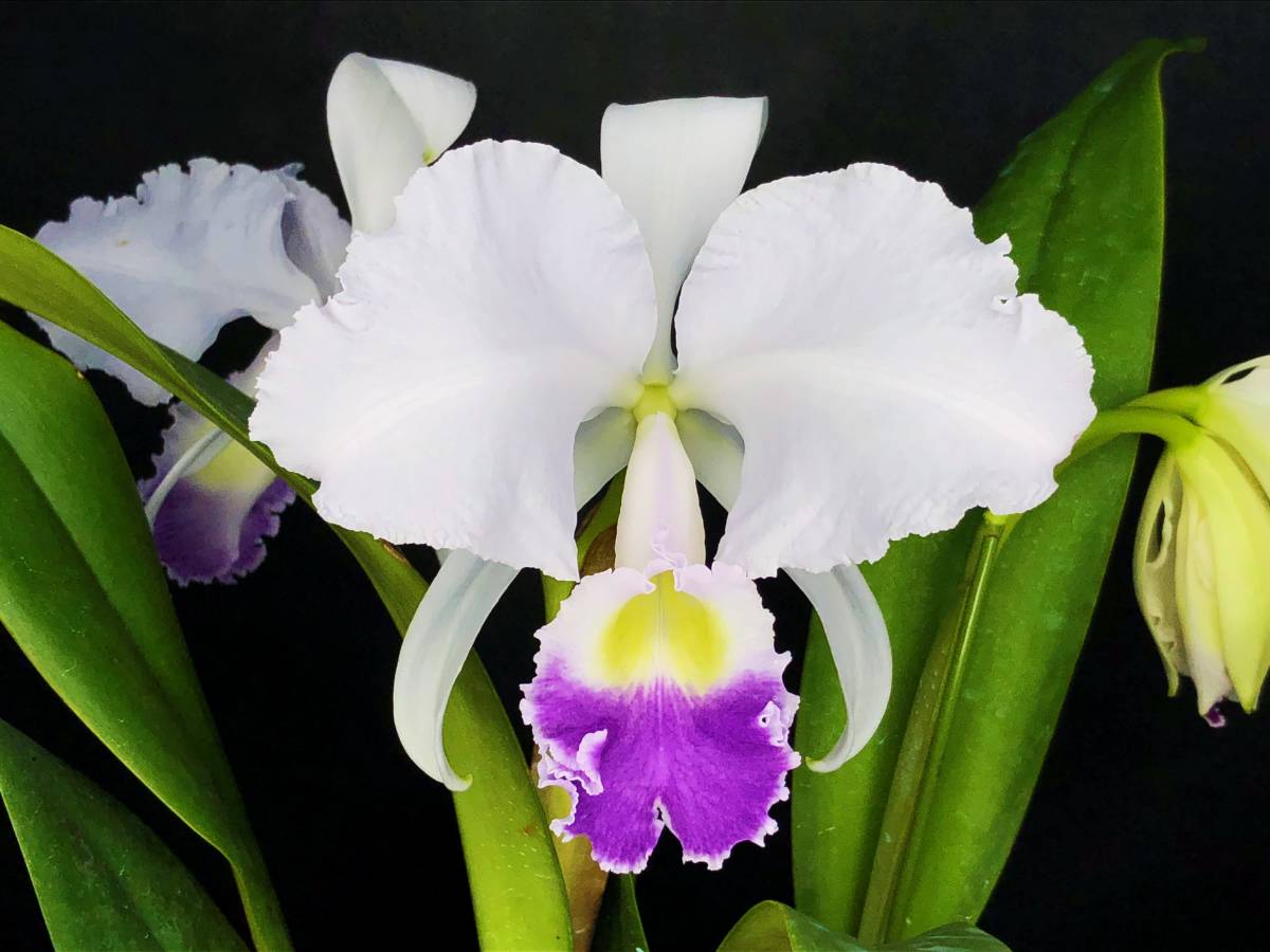 【新品】★洋蘭★原種★カトレア★C. trianae f.coerulea 'Turquesa' FCC/CCO★トリアネ 'タークエサ'★ ...