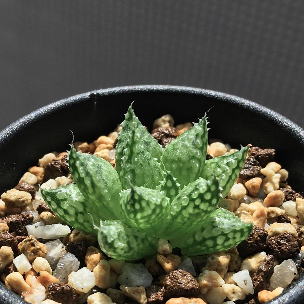 【新品】ハオルチア マイケルココッツァ Haworthia 'Michael Cocozza' 美株！ 多肉植物の落札情報詳細 - ヤフオク ...