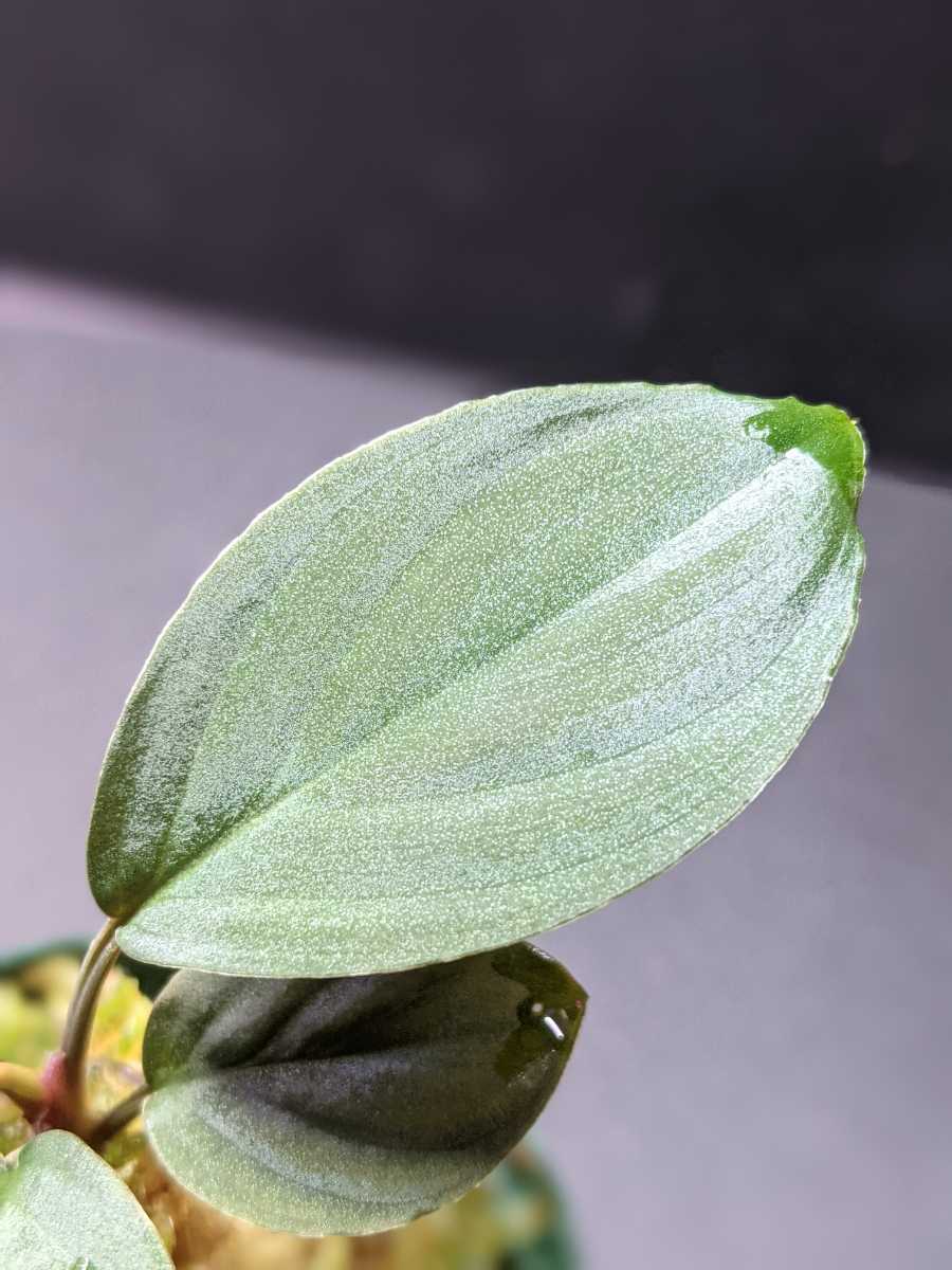 【新品】Homalomena sp.Satun South Thailand ホマロメナの落札情報詳細 - Yahoo!オークション落札価格検索 オークフリー