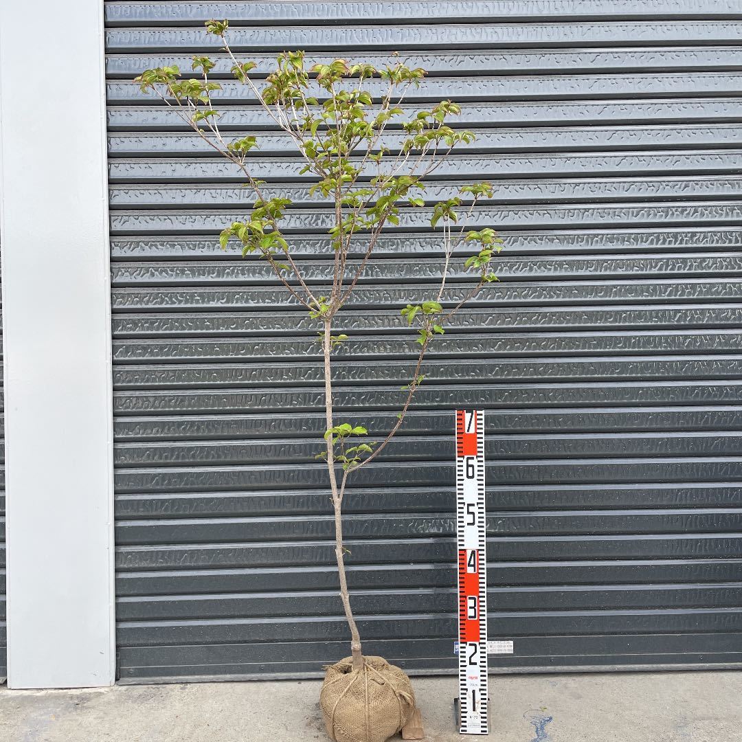 【未使用】ヤマボウシ 赤【品番792】の落札情報詳細 - Yahoo!オークション落札価格検索 オークフリー