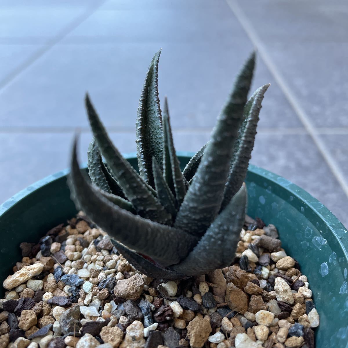 【傷や汚れあり】ハオルチア・瑠璃殿錦 /多肉植物塊根植物 の落札情報詳細| ヤフオク落札価格情報 オークフリー