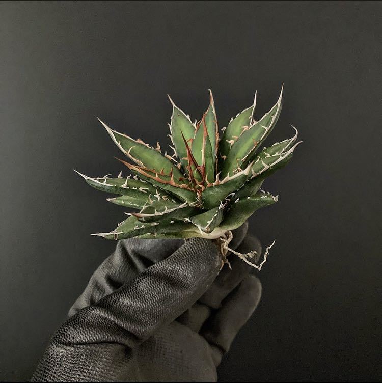 【未使用】hp 66 アガベ ホリダ ペロテンシス osp育成株 w約9センチの落札情報詳細 - ヤフオク落札価格検索 オークフリー