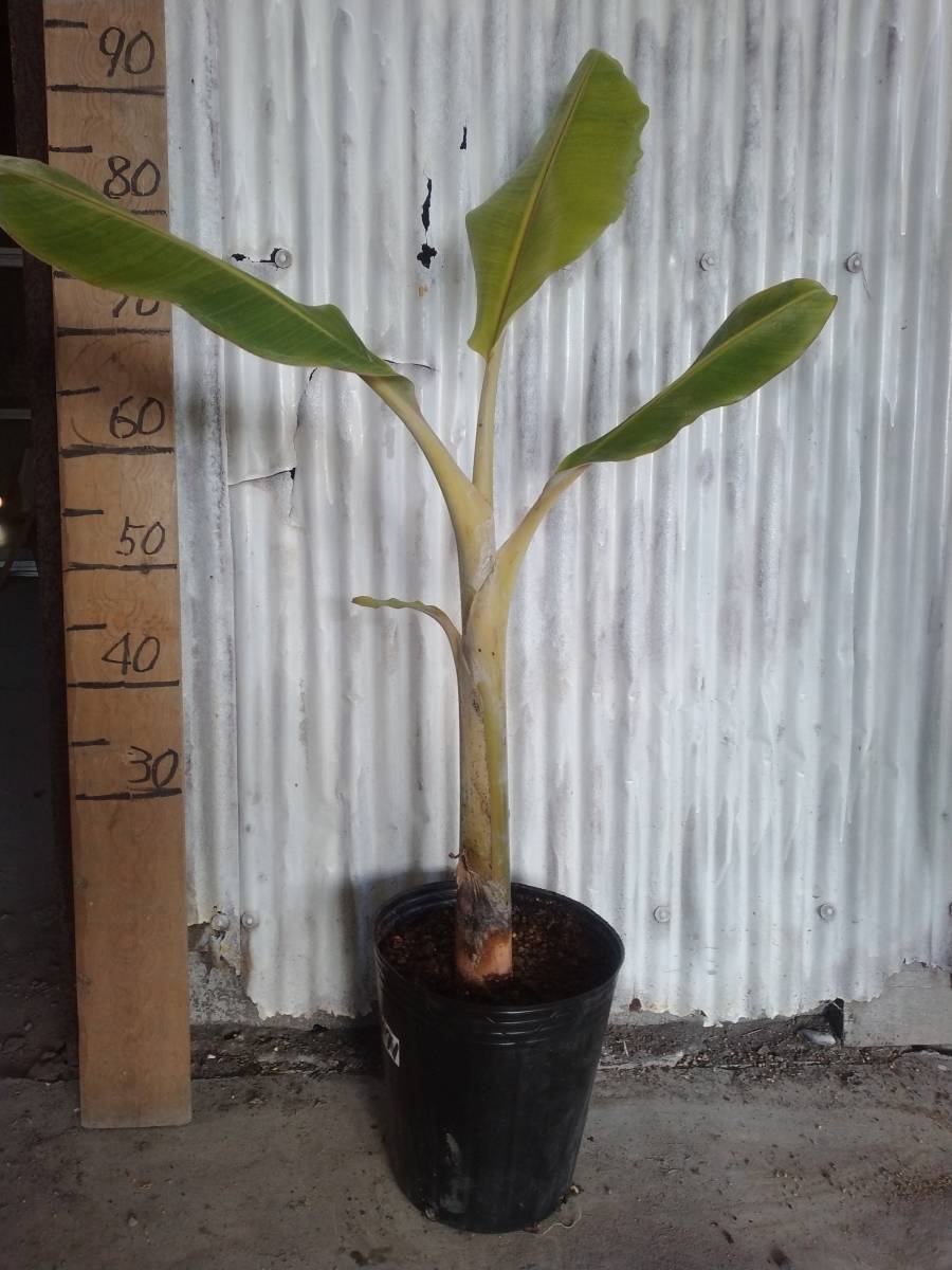 【未使用】 ドワーフ オリノコバナナ Musa Dwarf Orinoco 株分け苗 B71の落札情報詳細 - ヤフオク落札価格検索 オークフリー