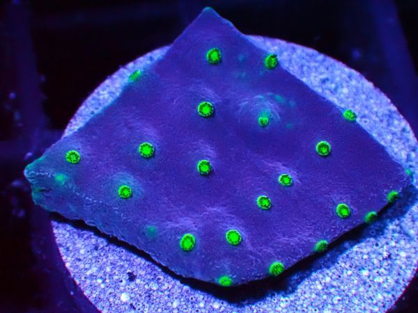 【未使用】【AQUA BOOMS】ヨコミゾスリバチサンゴ（Neon green chips×Black) #サンゴ# ハードコーラル#LPS ...
