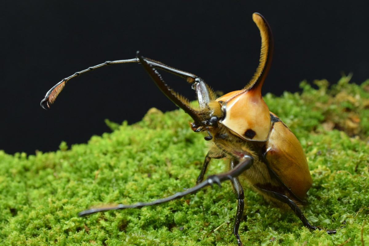 【未使用】【INSECT JAWS】 ゴロファ ポルテリ ペア！の落札情報詳細 - ヤフオク落札価格検索 オークフリー