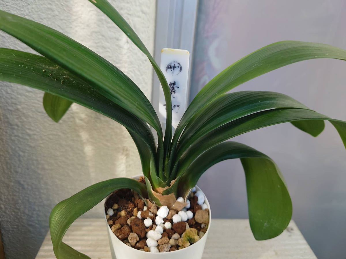 【目立った傷や汚れなし】☆クンシラン ☆☆黄T17曙☆☆青軸☆☆の落札情報詳細 - ヤフオク落札価格検索 オークフリー