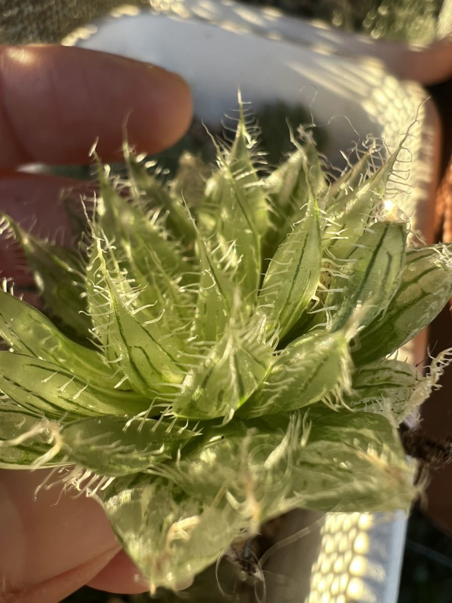 【目立った傷や汚れなし】多肉植物 ハオルチア 原始オブツーサ錦02の落札情報詳細 - Yahoo!オークション落札価格検索 オークフリー