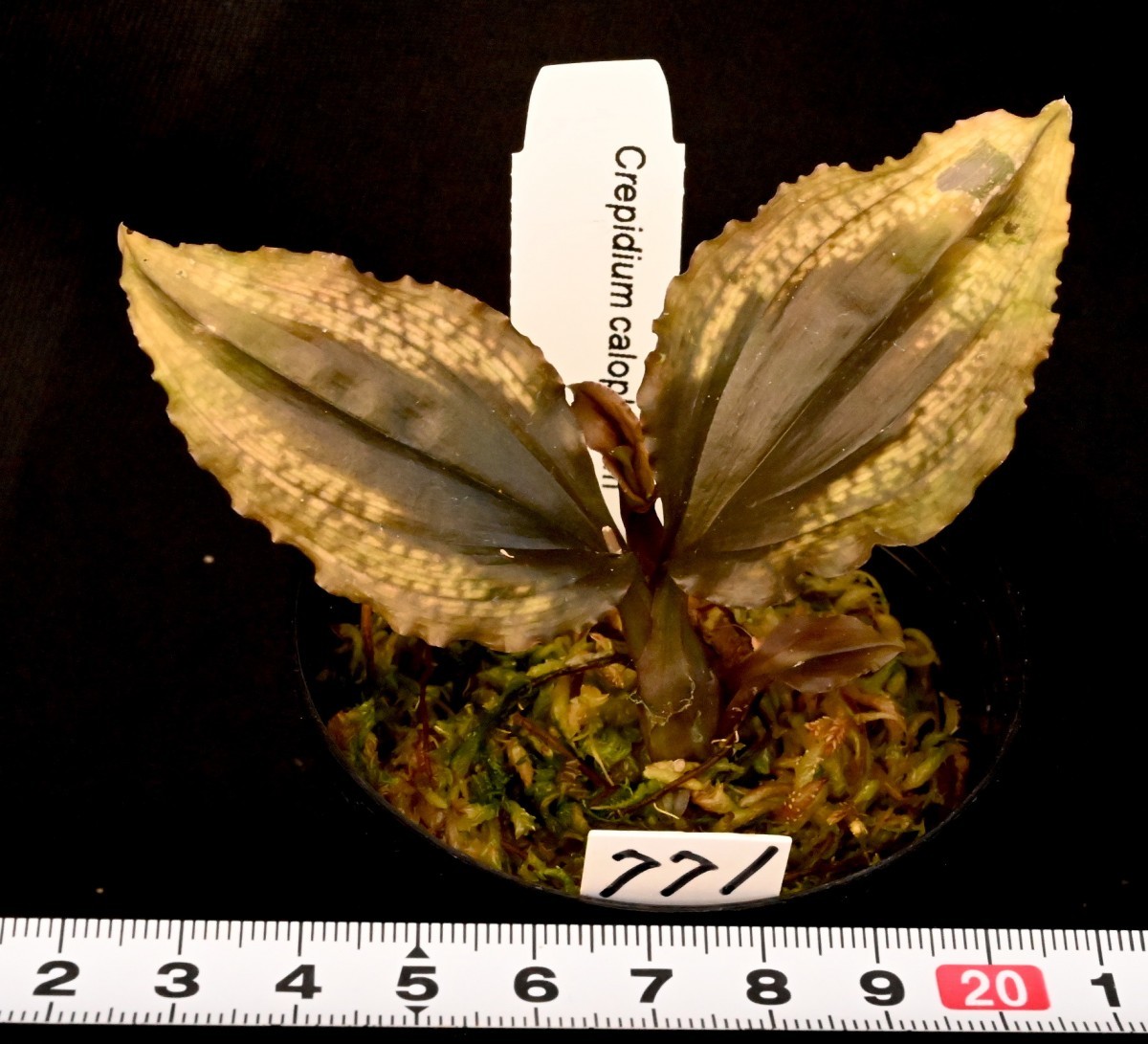 洋蘭原種 (059) Crepidium calophyllum クレピジューム カロフィラムの落札情報詳細 - ヤフオク落札価格検索 オークフリー
