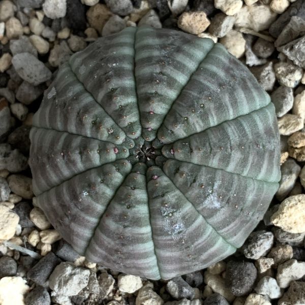 【未使用】【B2917】【選抜株】ユーフォルビア オベサ Euphorbia obesa ( 検索 アガベ 塊根植物 パキポディウム 多肉植物 ...