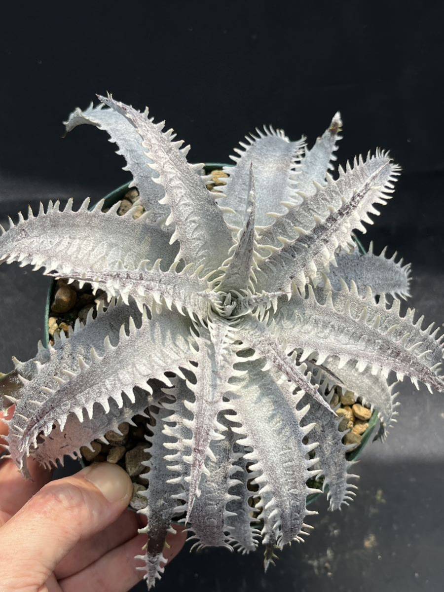 【やや傷や汚れあり】ディッキア Dyckia #55 Kelly Griffin’s hybrid from US ②の落札情報詳細 ...