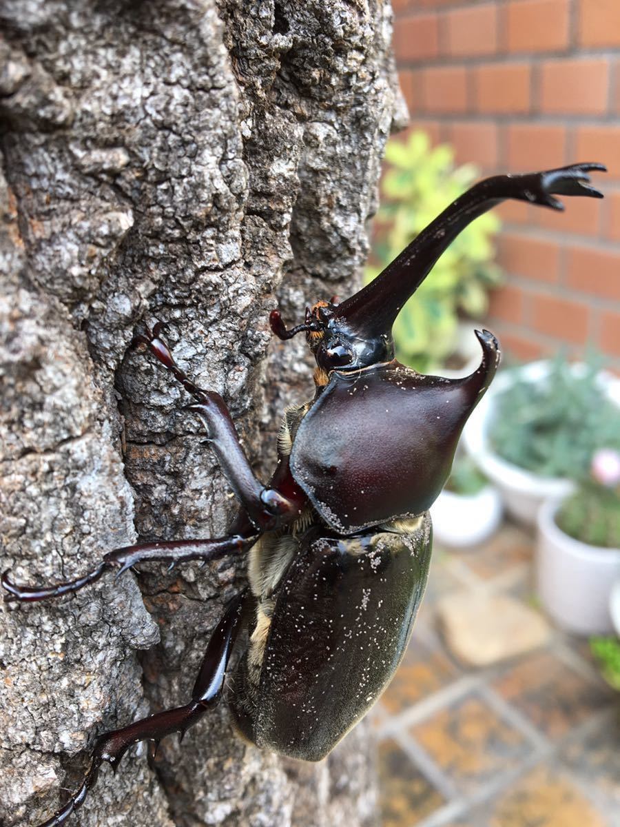 【未使用】栃木県産カブト 2ペア 計4匹セット 国産カブトムシ 赤むらさき 黒 レッドボディ 【虫倉庫】3942の落札情報詳細 - Yahoo!オークション落札価格検索 オークフリー