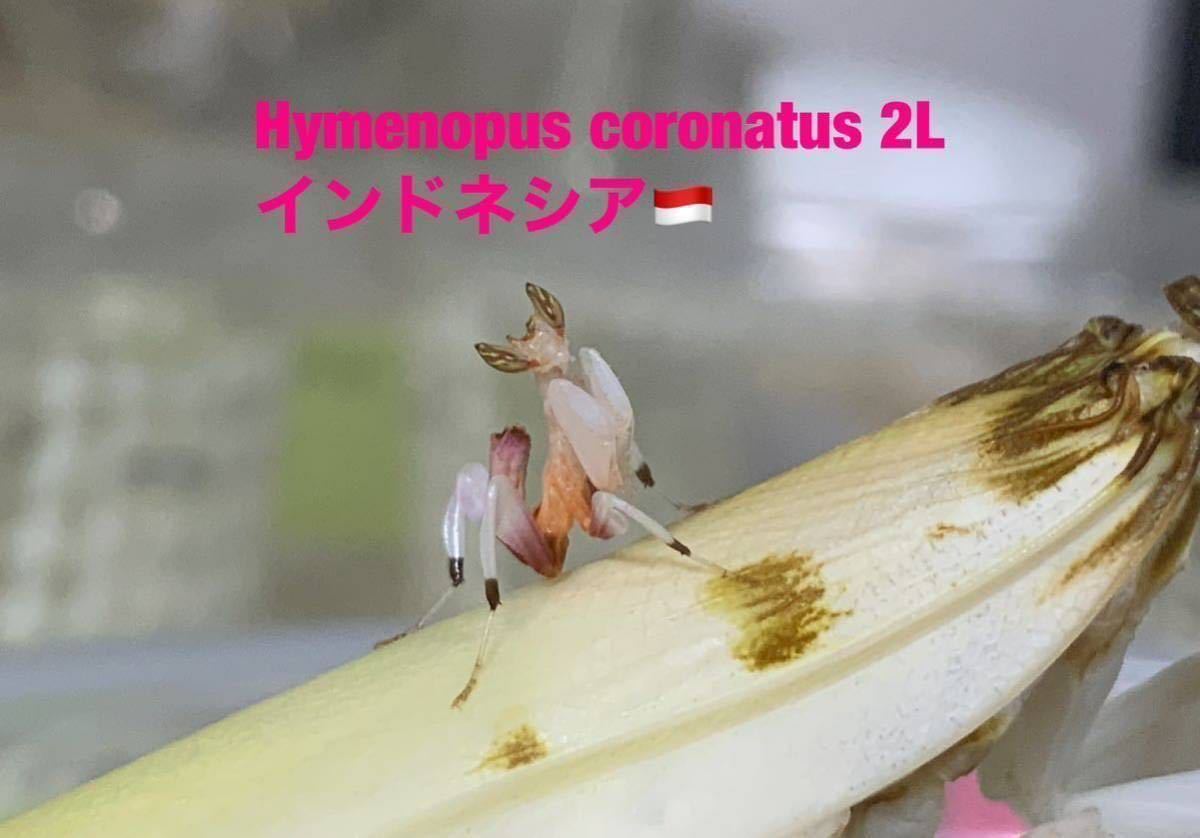 【目立った傷や汚れなし】Hymenopus coronatus インドネシア産 2令〜幼虫 ハナカマキリ ※天然カレハカマキリのサービス有り ...