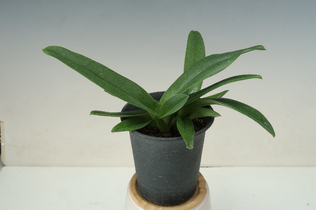 【未使用】月末半額セール！値引再出品！洋蘭 パフィオ TA9456 VS18-16 Paph. (Emerald Crazy 'Giants' x Ice Castle 'Galaxy')の ...