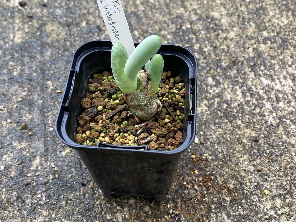 【新品】即決☆ 2019秋入荷種子 アフリカ産 Dactylopsis digitata 親指姫 種子15粒【メセン・リトープス・冬型種祭第2 ...