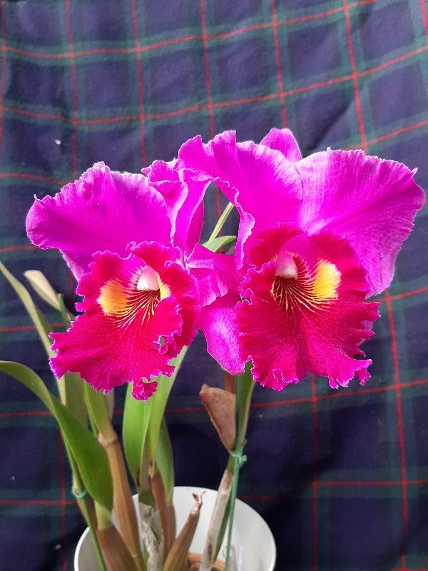 【傷や汚れあり】【洋蘭 交配種】Blc.Mem. Crispin Rosales ”Ruen Yuan“ （花なし シース付き）の落札情報詳細 ...