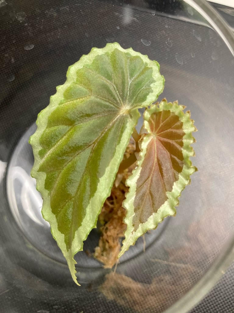 【やや傷や汚れあり】Begonia cf. baramensis 原種 ベゴニア バラメンシス ②の落札情報詳細 - ヤフオク落札価格検索 ...