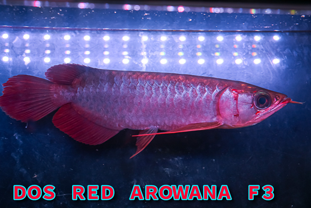 【目立った傷や汚れなし】第349弾！！売り切り カプアスフルの辣椒紅龍の実力 『 DOS・RED・F3 』 ベタ赤系、 青味強いスプーンヘッド ...