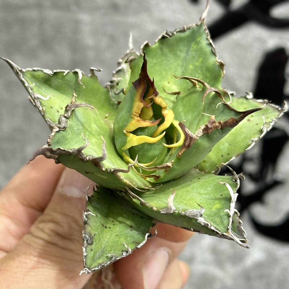 【やや傷や汚れあり】【龍園觀】①No.312 特選 アガベ 多肉植物 チタノタ 凱撒‘SUPER CAESAR’ シーザー 強棘 極上美株 激レア！の落札情報詳細 - Yahoo!オークション ...