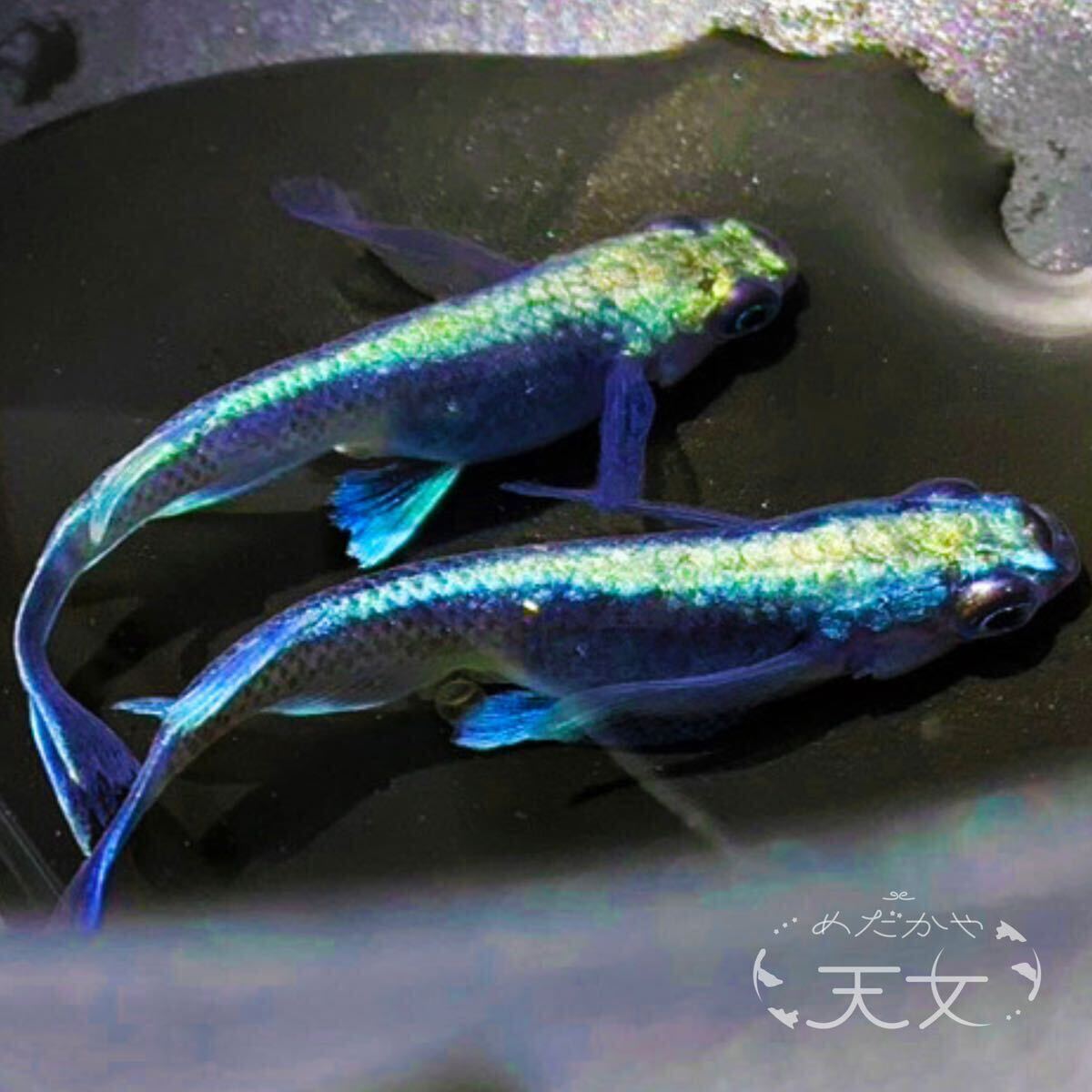 【未使用】【めだかや天女〜medakaya tennyo〜】 ラムネブルーRLF / 有精卵10個＋α （リアルロングフィン、ヒレ長、メダカ）*の落札情報詳細 - Yahoo!オークション落札 ...