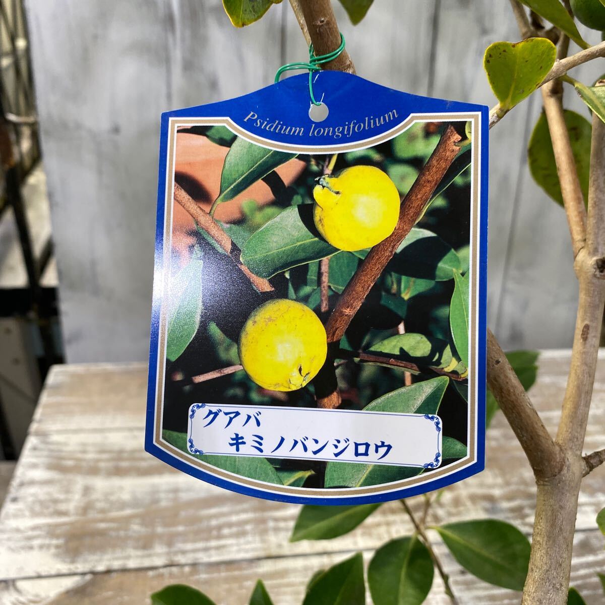 【未使用】グアバ キミノバンジロウ② 6号 鉢底から約97cm 9月1日撮影現品 豊中市より出品 同梱発送歓迎の落札情報詳細 - Yahoo!オークション落札価格検索 オークフリー