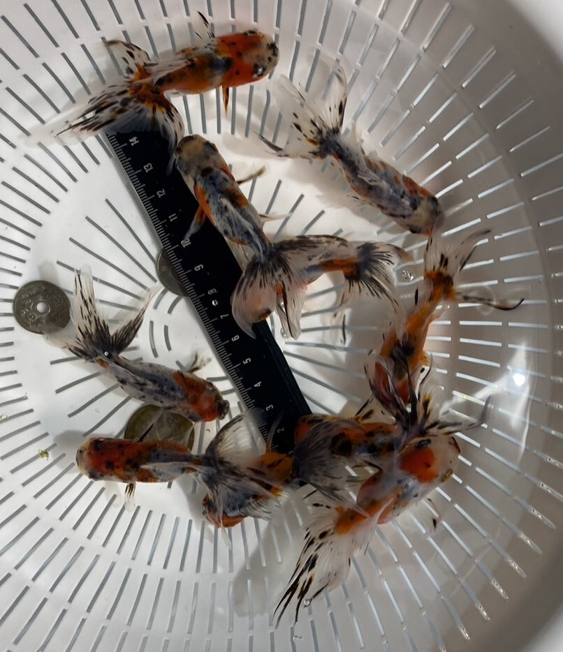 【未使用】XAZU-2 東錦 2歳10匹 ≪九一一≫(2日かかる地域の方は2ケースです。沖縄 離れ島は発送不可。説明文参照乞う。)の落札情報 ...