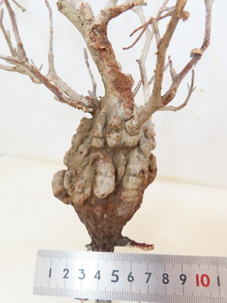 【未使用に近い】9746 「塊根植物」マダガスカル特急便 鮮度自信ありパキプス【鮮度保証・到着後3日以内の返品OK・根切確認済・Operculicarya pachypus】の落札情報詳細 ...
