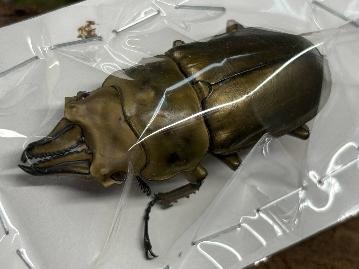 【未使用】WD 標本 ローゼンベルグオウゴンオニクワガタ♂55.7ミリ WD（F0）Mt.Halimun Sukabumi West Java ...