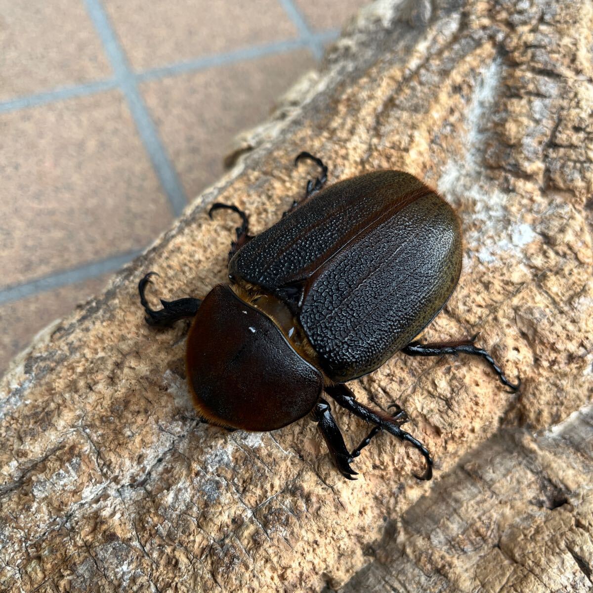 【未使用】D.Hヘラクレス ♀76.5ミリ vol.3イン×FF.FOX-No120FFOAKS .T117vol.3 種親級の落札情報詳細 - Yahoo!オークション落札価格検索 オークフリー