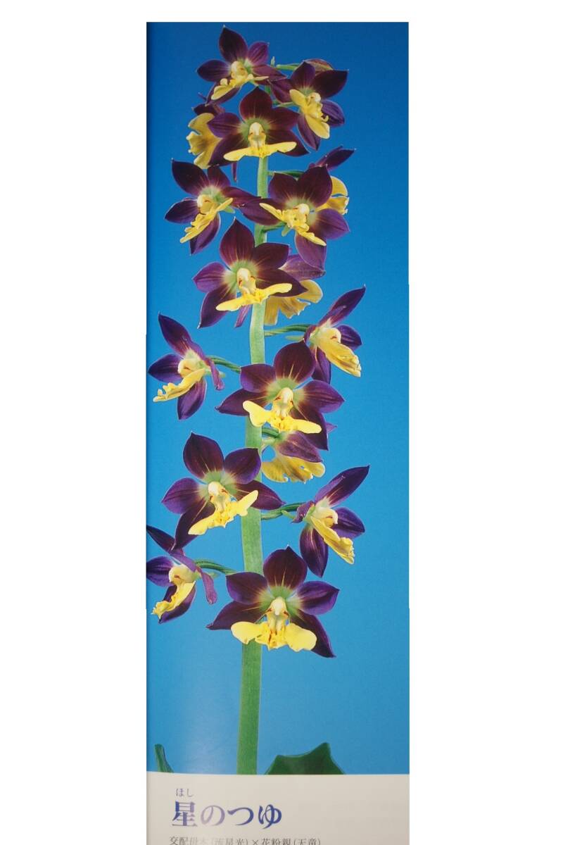 【やや傷や汚れあり】80Nえびね蘭 444 星のつゆ 山野草 エビネランの落札情報詳細 - Yahoo!オークション落札価格検索 オークフリー