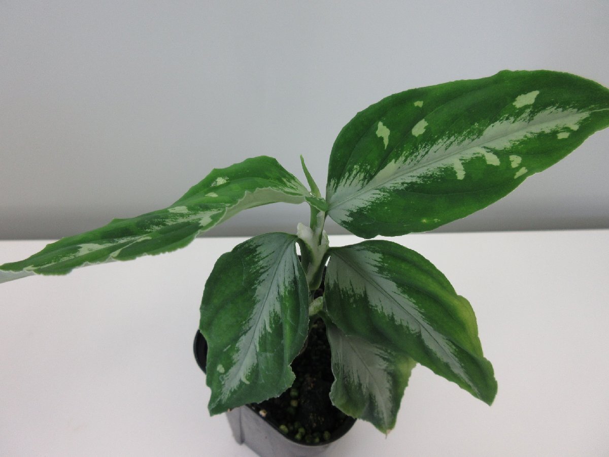 【目立った傷や汚れなし】【高山型】 アグラオネマ Aglaonema pictum North Sumatra（700－800m）の落札情報詳細 - Yahoo!オークション落札価格検索 オークフリー