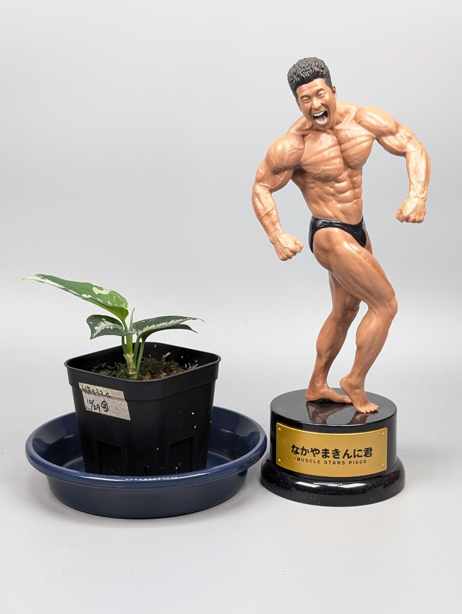 【やや傷や汚れあり】交配ガチャ HF032_C個体★アグラオネマ ピクタム Aglaonema pictum★ ♀善春×♂ラプラス箱の落札情報詳細 - Yahoo!オークション落札価格検索 ...