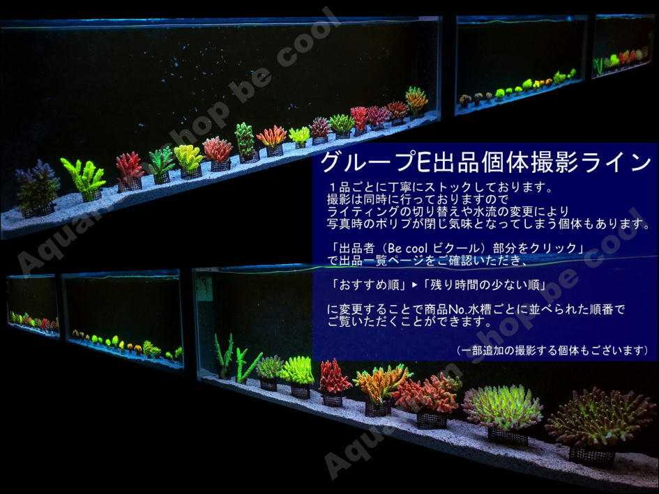 【未使用】E33 ウスエダミドリイシ（12cm前後）の落札情報詳細 - Yahoo!オークション落札価格検索 オークフリー