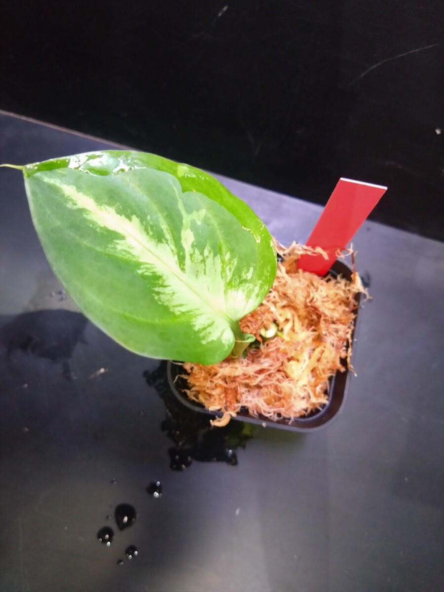 【やや傷や汚れあり】ラスト!!感謝500円スタート!! AZ便!!Aglaonema pictum 法皇緑 from Sumatera barat AZ0512-x アグラオネマの落札情報詳細 ...