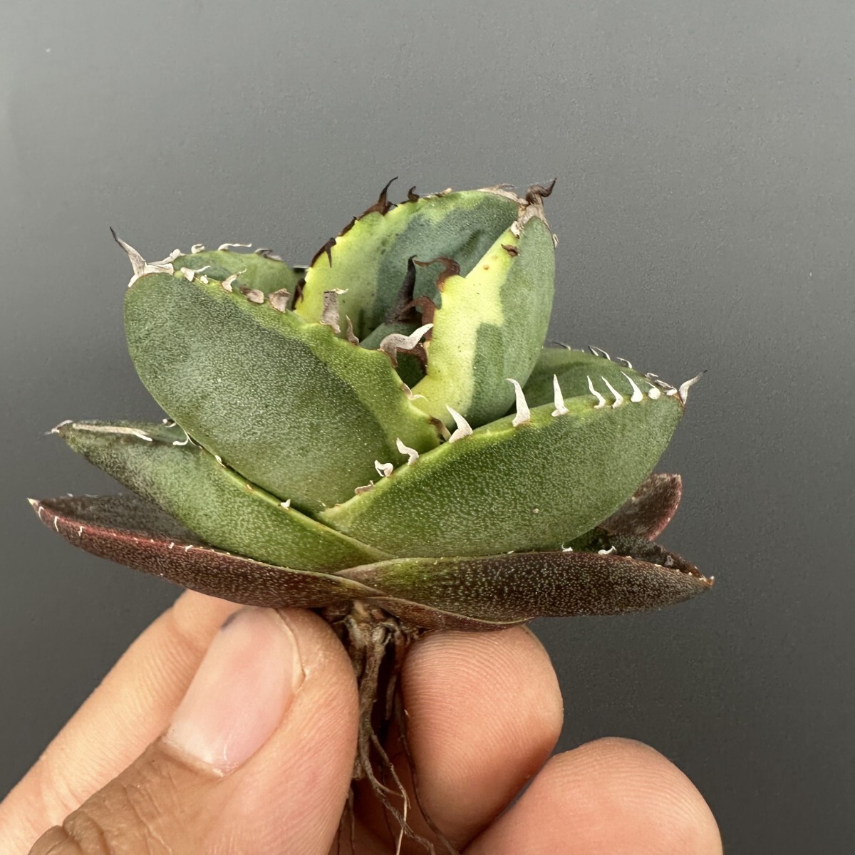 【目立った傷や汚れなし】V17 【青田園芸】 アガベ ジャガーノート 低厚葉 '神像錦' 純血 'Juggernaut' pure blood 覆輪斑 ☆短広葉☆ 極上美株の落札情報詳細 ...