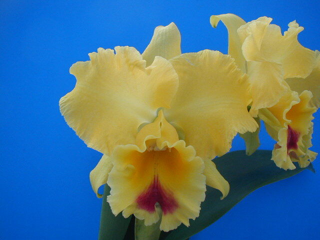 洋蘭 カトレア Rlc.[=Blc] Goldenzelle ‘Lemon Chiffon’ 花付の落札情報詳細 - Yahoo!オークション落札価格検索 オークフリー