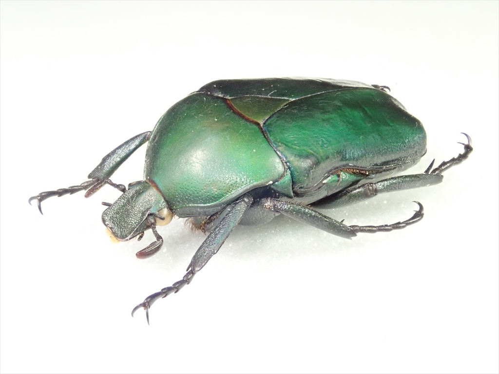 【未使用】/Vl** 広西チワン族自治区産 メリーアオカナブン(亜種mellyi) 34.5mmの落札情報詳細 - Yahoo!オークション ...