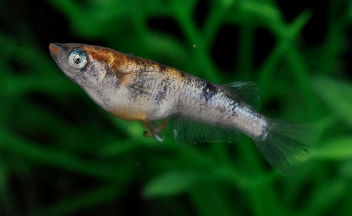 【未使用】【45めだか】最高グレード『倭冦白金(プラチナ)RLF 1ペア』Mサイズ 和墨 星ラメ 白銀 金閣の落札情報詳細 - Yahoo!オークション落札価格検索 オークフリー