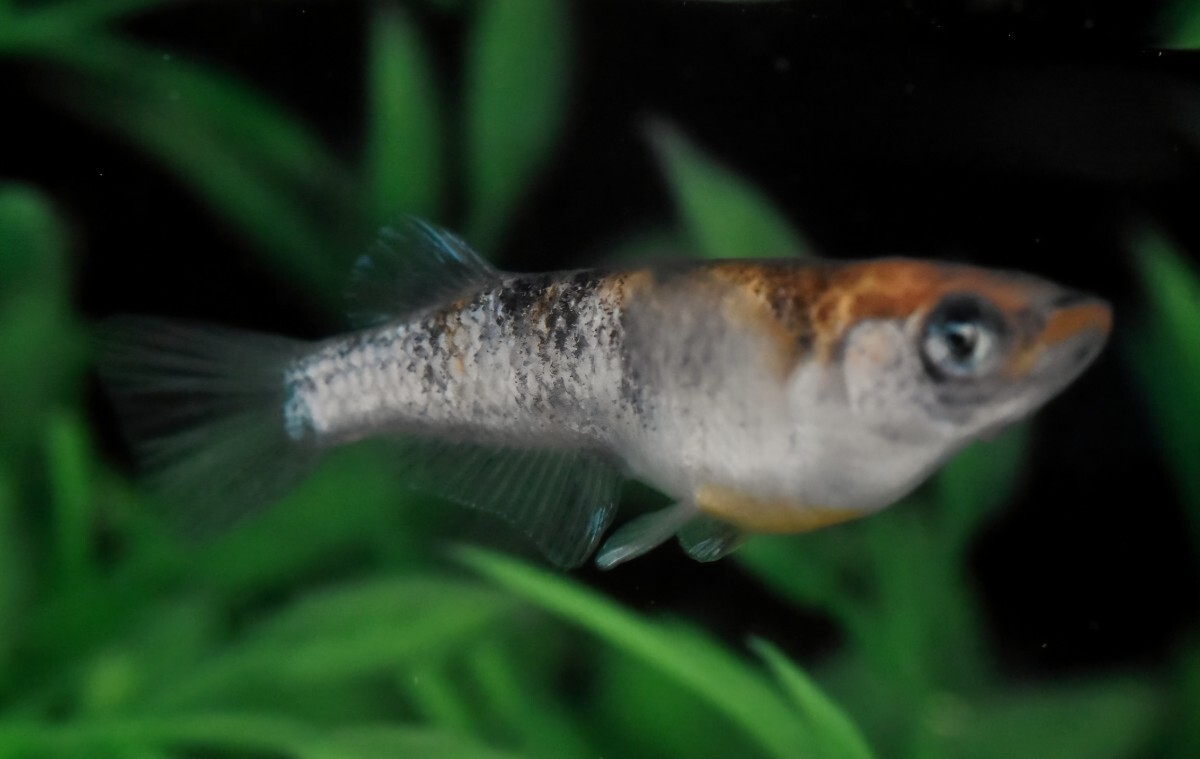 【未使用】【45めだか】最高グレード『倭冦白金(プラチナ)RLF 1ペア』Mサイズ 和墨 星ラメ 白銀 金閣の落札情報詳細 - Yahoo!オークション落札価格検索 オークフリー