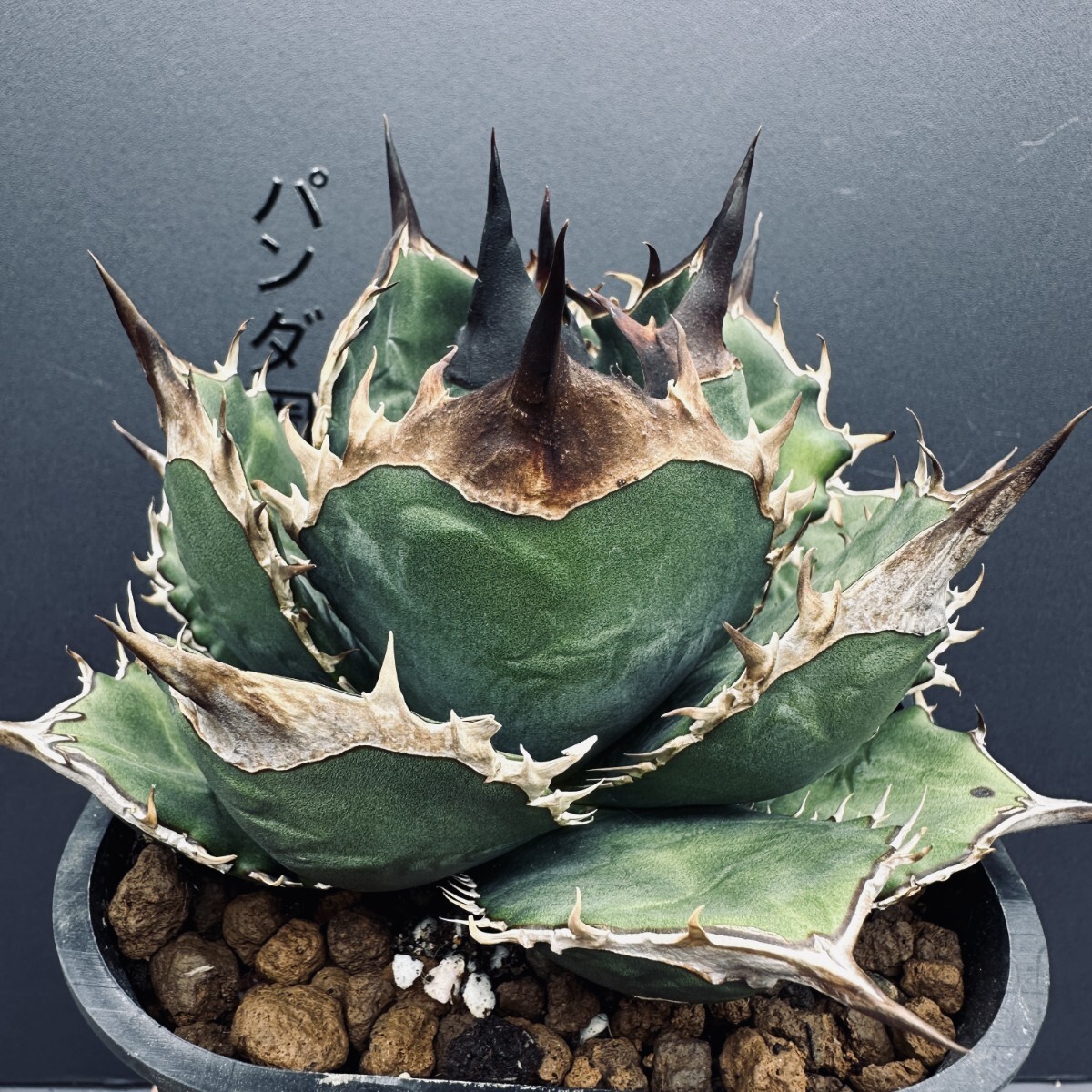 【目立った傷や汚れなし】C14【青田園芸】大人気アガベ チタノタ 緑犀牛 agave green rhino 超絶狂棘 大甲蓋 優良血統子株の落札情報詳細 - Yahoo!オークション落札価格 ...