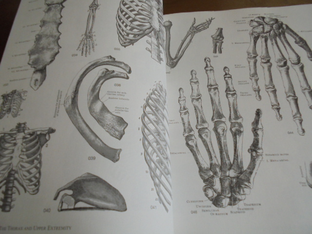 Anatomical Illustrations CD-ROM付 昔の解剖学イラスト ビクトリア朝時代後期から20世紀初頭 臓器 医療器具 ...