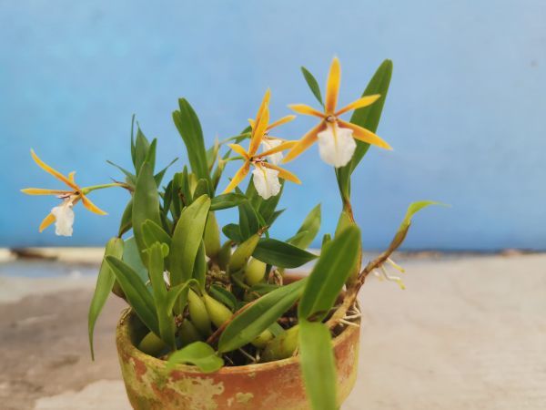安価スタート洋蘭 Epi. polybulbon もりもりの株の落札情報詳細 - ヤフオク落札価格検索 オークフリー